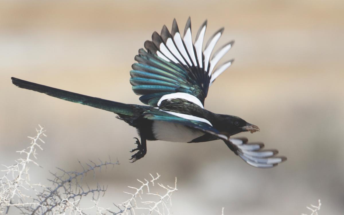 Black Billed Magpie In Alaska