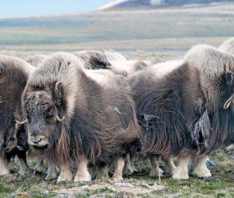 The Muskox Resurgence | Up Here Publishing