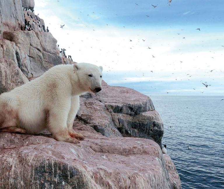 Curious Coats Island | Up Here Publishing