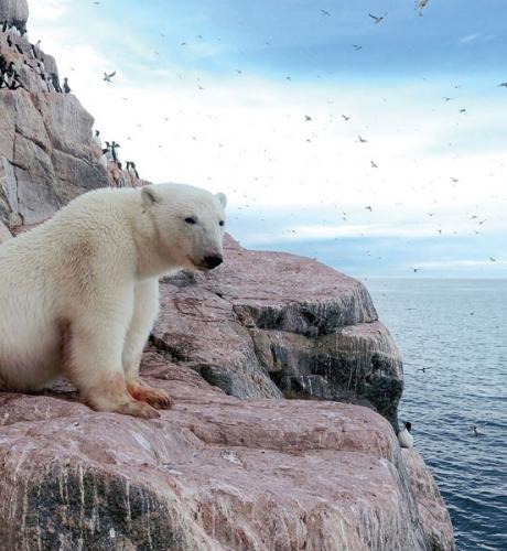 Curious Coats Island | Up Here Publishing