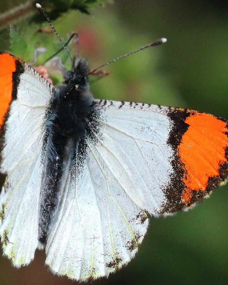 Welcoming Back The Northern Butterfly | Up Here Publishing