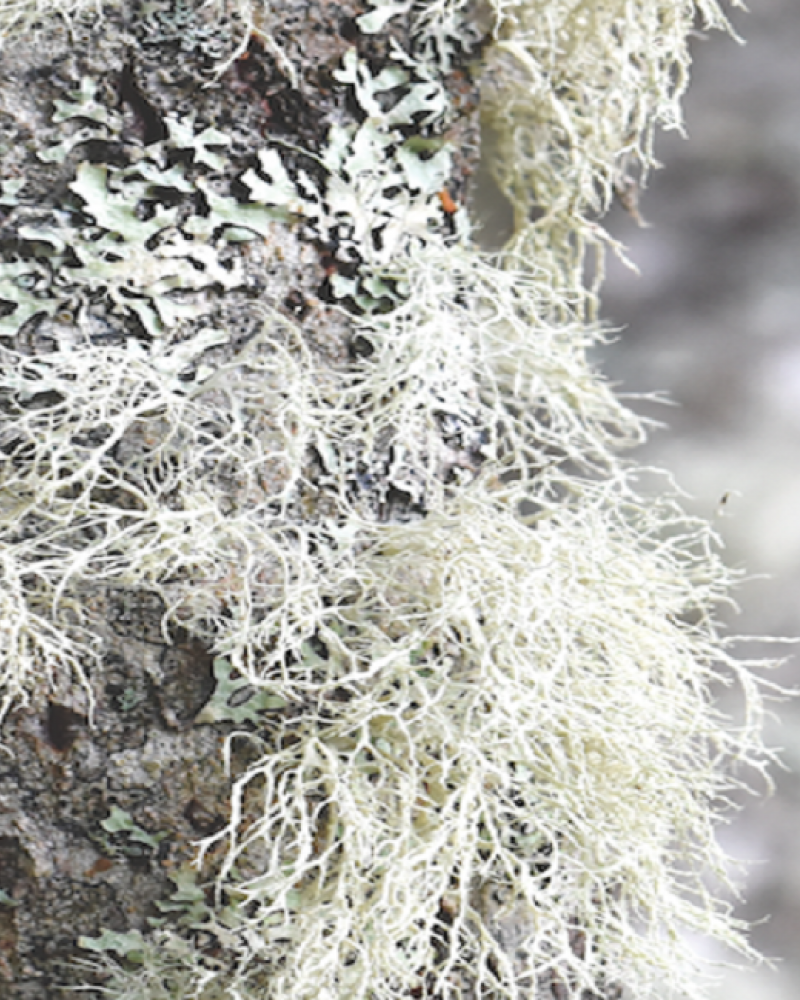 The Magical, Marvellous, Mysterious Lichen | Up Here Publishing