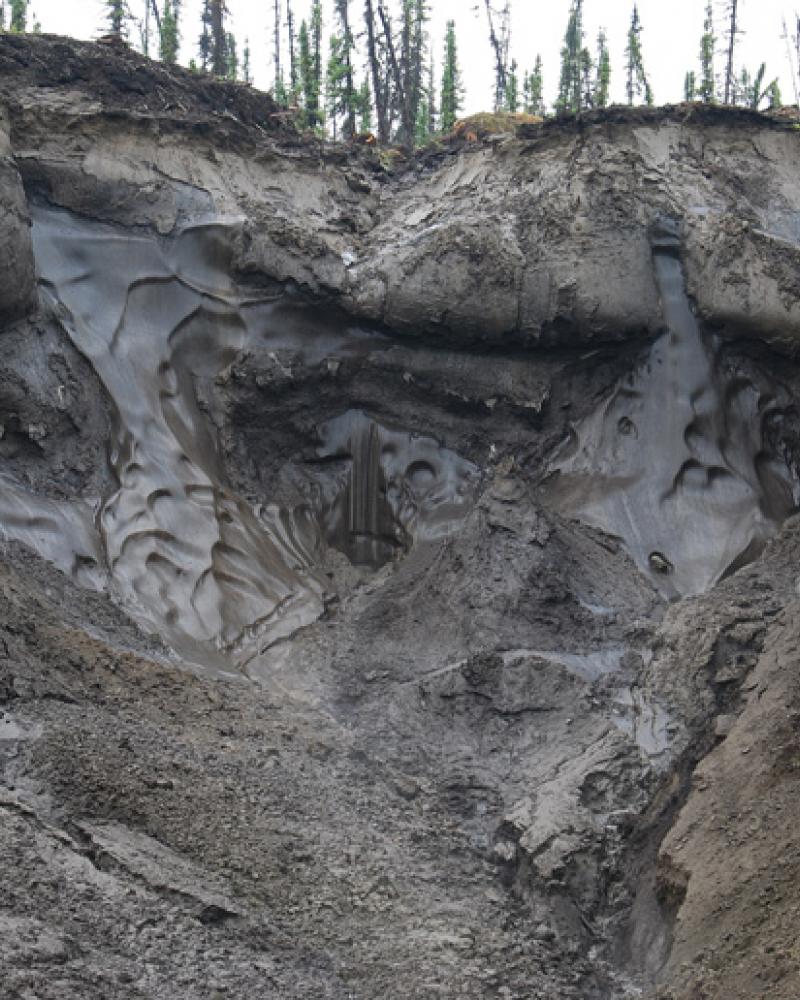 Fossil Gold Mines | Up Here Publishing