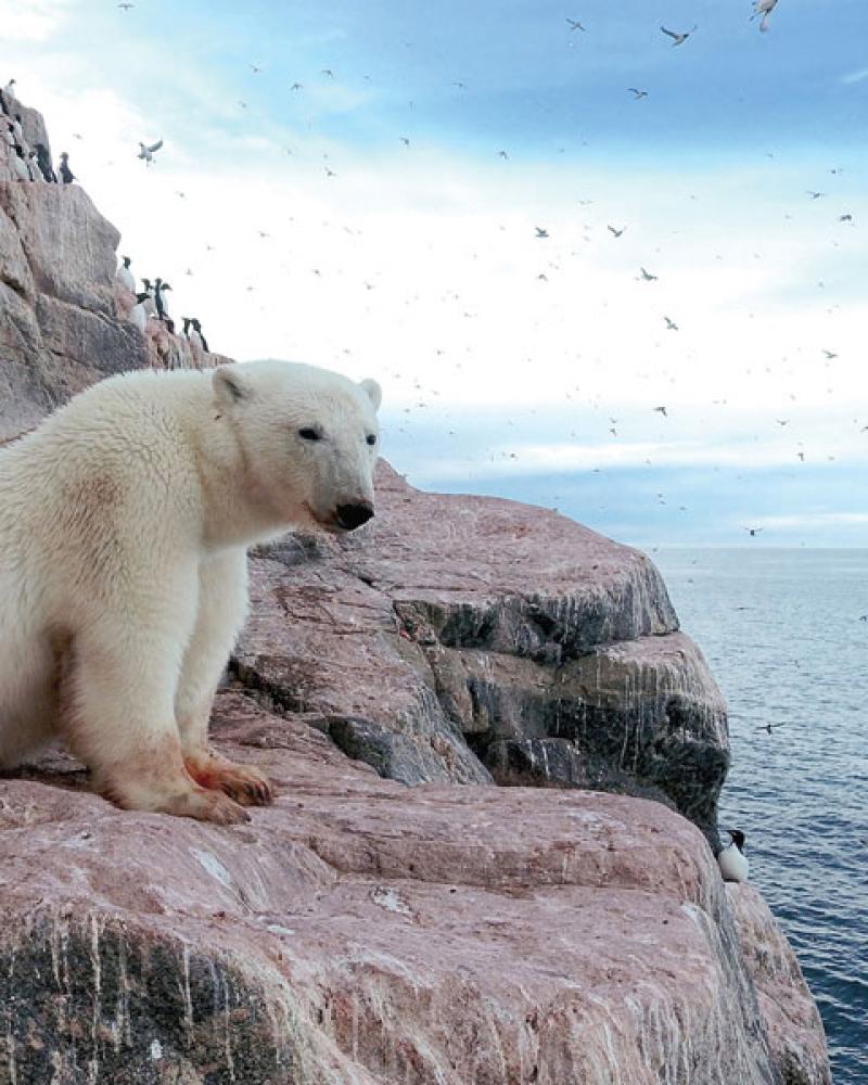 Curious Coats Island | Up Here Publishing