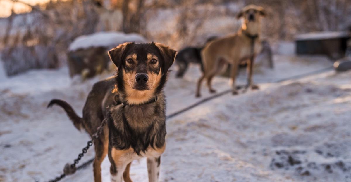 A Different Breed | Up Here Publishing