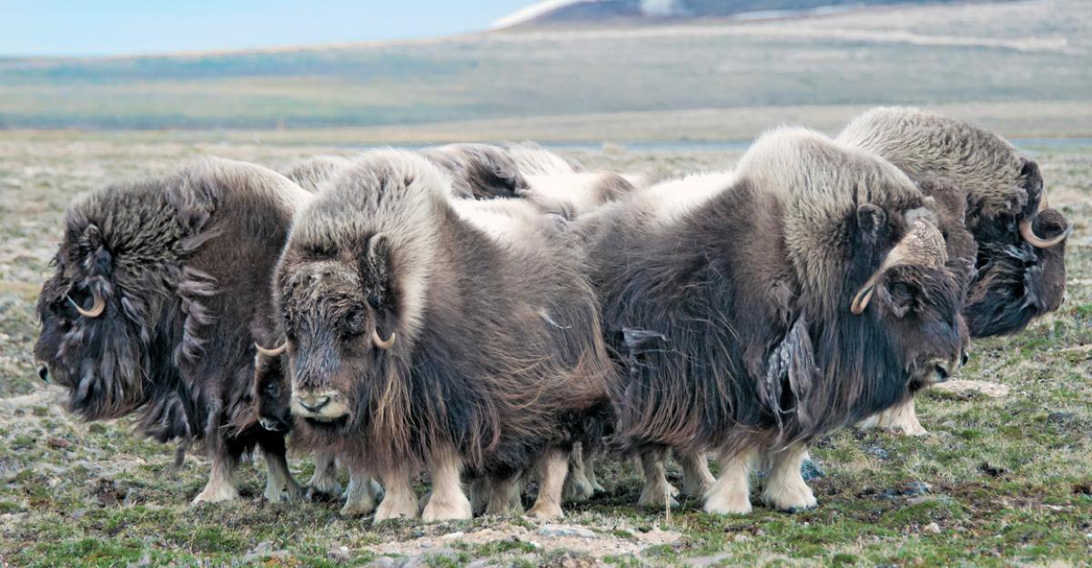 The Muskox Resurgence | Up Here Publishing