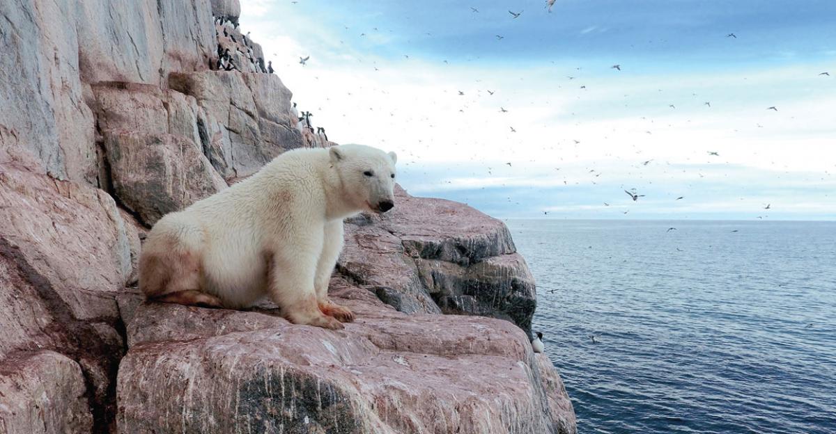 Curious Coats Island | Up Here Publishing