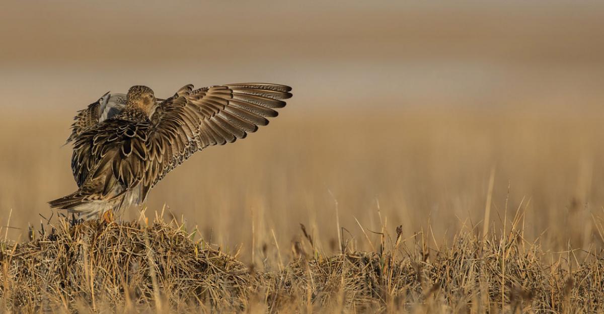 Save The Sandpiper's Dance | Up Here Publishing